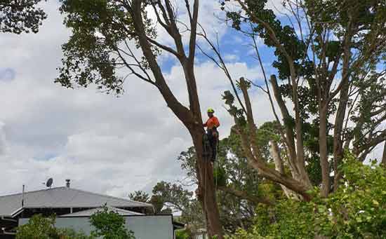 Tree Services | Consultants for all Vegetation Control in Northland